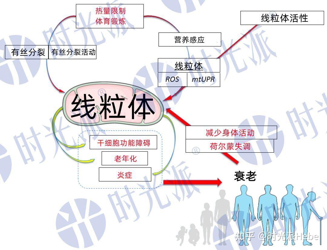 “自由基理论”之父Denham Harman，数次痛失诺奖，一生起伏跌宕 - 知乎