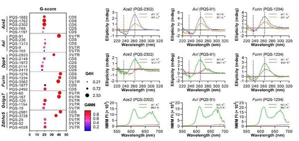 PLOS Pathog︱四川大学华西医院傅湘辉/田艳团队报道新冠防治潜在药物：拓扑替康和小檗胺靶向RG4，抑制新冠病毒感染 - 知乎