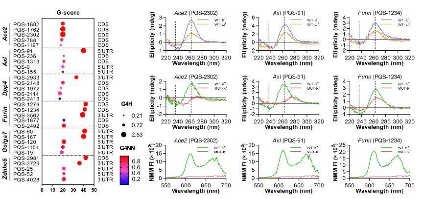 PLOS Pathog︱四川大学华西医院傅湘辉/田艳团队报道新冠防治潜在药物：拓扑替康和小檗胺靶向RG4，抑制新冠病毒感染 - 知乎