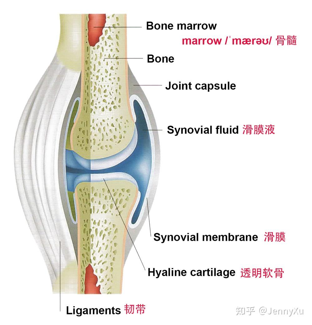 The body's joints 05 – inside a synovial joint - 知乎