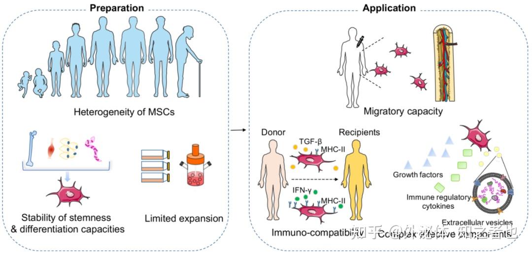 干货分享|间充质干细胞（MSCs）工程化外泌体在疾病治疗领域的应用和发展 - 知乎
