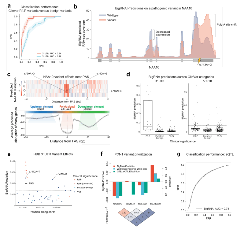 RNA基础模型实现疾病机制和候选治疗的发现 - 知乎
