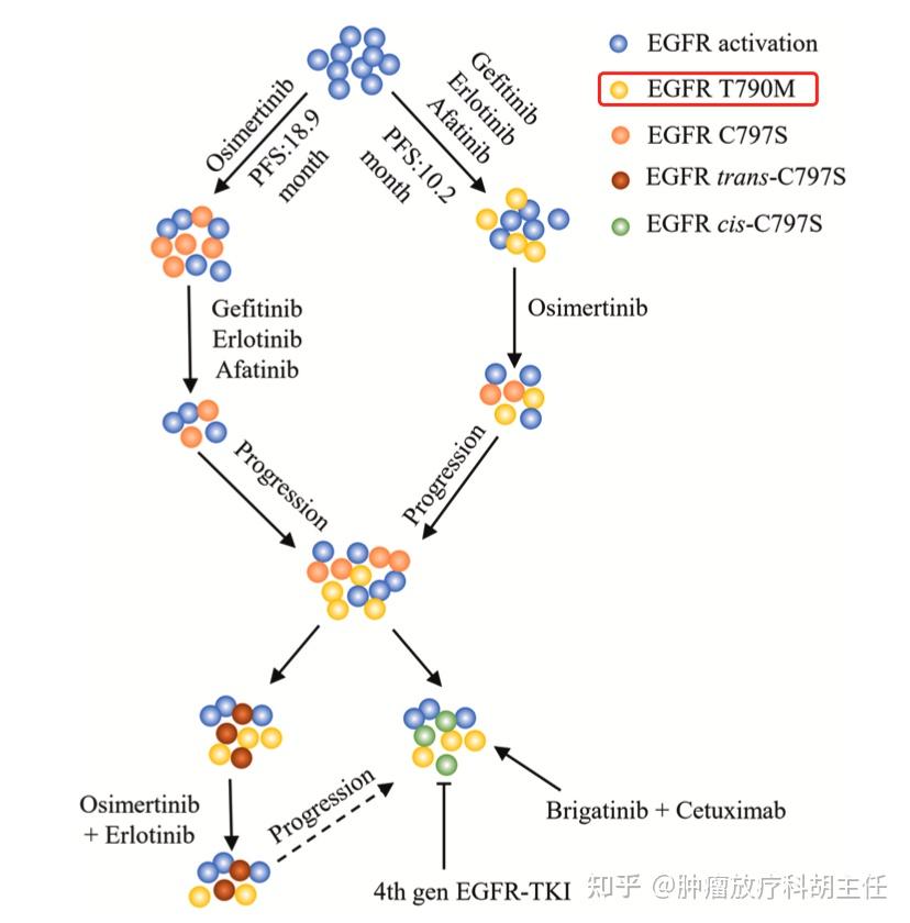 一文掌握肺癌EGFR-TKI的用法 - 知乎
