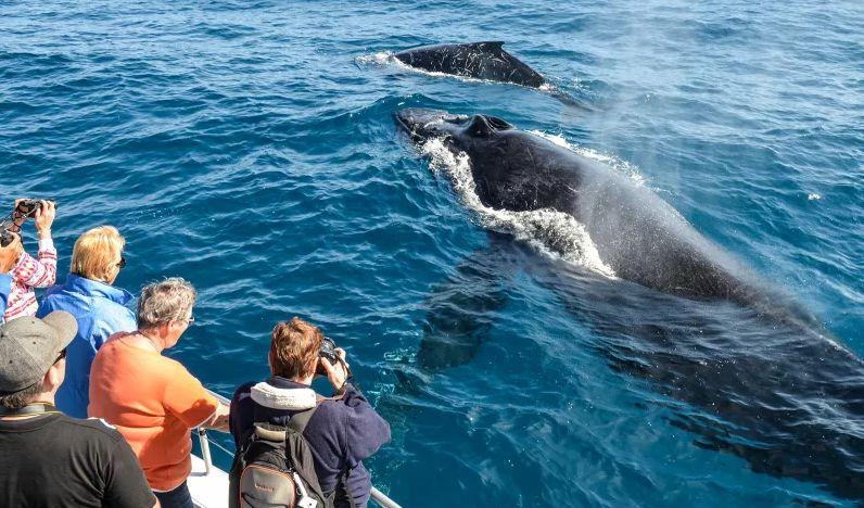 观鲸到极致 | 这些北美地点，务必不要错过 - 知乎