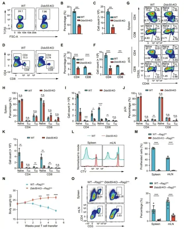 Sci Immunol封面文章｜基因编辑小鼠告诉你Ddx55如何维护幼稚T细胞稳态 - 知乎