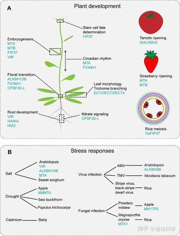 Plant Com | 北京大学贾桂芳团队综述植物RNA m6A修饰的检测、调控和功能研究 - 知乎