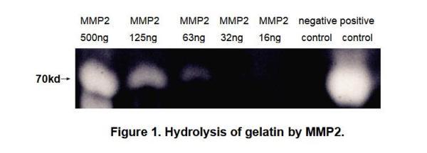 基质金属蛋白酶2（MMP2）活性蛋白 - 知乎