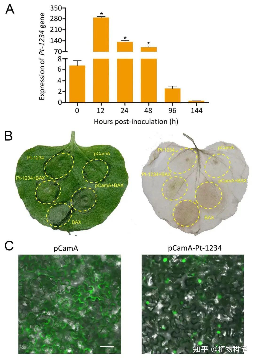 河北农大揭示NAC类转录因子与叶锈菌效应蛋白互作机制 - 知乎