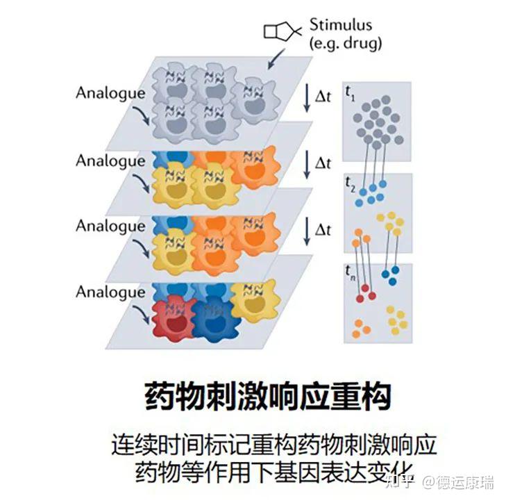 真时动态，尽在掌握！Well-TEMP-seq单细胞动态转录组测序 - 知乎