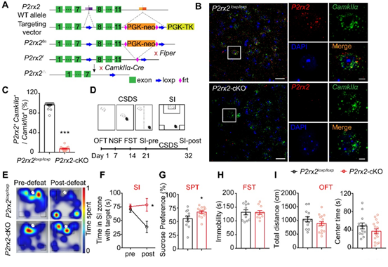 IF=11.60【客户文章】Theranostics：南医大曹雄课题组揭示抑郁症治疗的潜在靶点 - 知乎