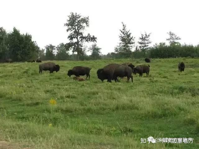 加拿大十大国家森林公园深度游（门票申请攻略、景点玩法、深度攻略、旅游贴士） - 知乎
