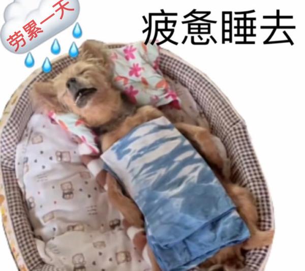 80张最近很火的发疯表情包|精神状态|无水印表情包 - 知乎