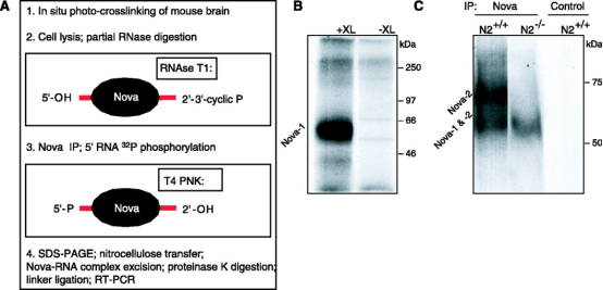 国自然热点 | RNA结合蛋白调控机制研究方法（二）_CLIP-seq - 知乎