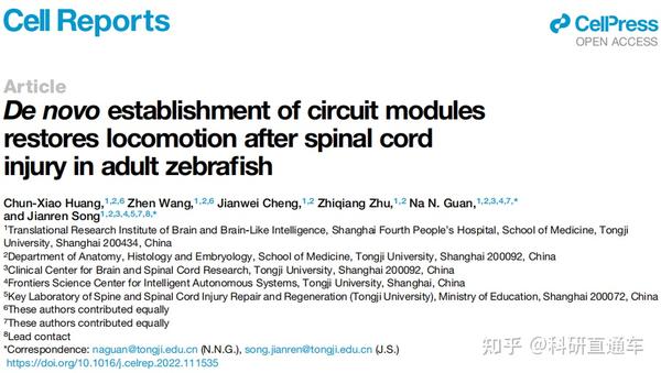 脊髓损伤治疗新方向？《细胞报告》揭示脊髓损伤后脊髓环路重建的新规律 - 知乎