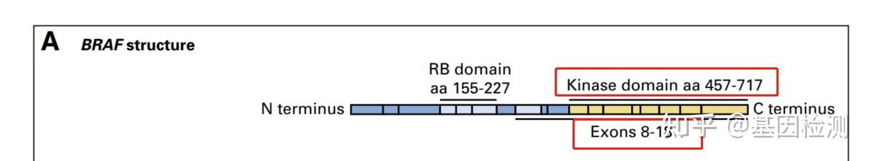 BRAF基因 - 知乎