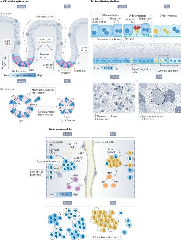 Nat Rev | 细胞竞争机制为癌症治疗提供线索 - 知乎