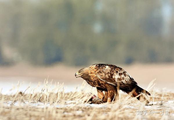 号称猛禽之王的金雕，有啥特别之处？空中击杀天鹅，地面捕食野狼 - 知乎