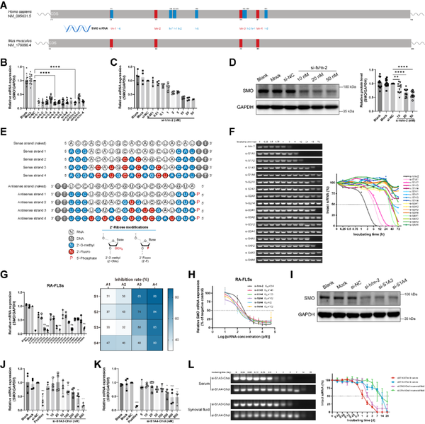 Mol Ther-Nucl Acids︱黄建林/巫林平团队揭示靶向Hedgehog通路化学修饰siRNA有望治疗类风湿关节炎 - 知乎