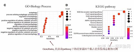 富集分析气泡图 - 知乎