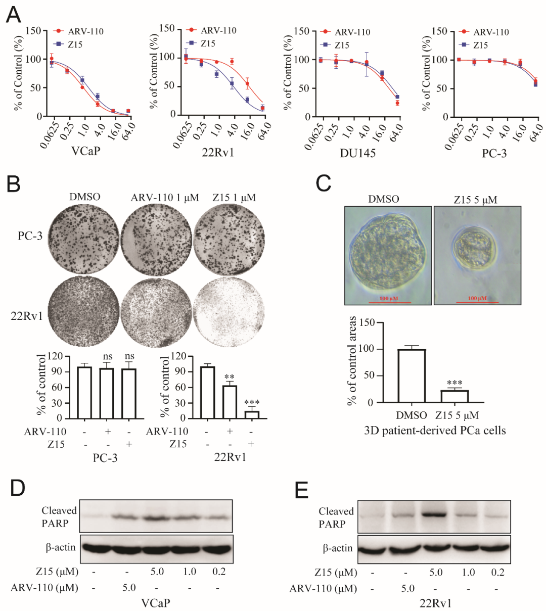 eLife︱周金明团队等发现一类新型选择性雄激素受体降解剂 - 知乎