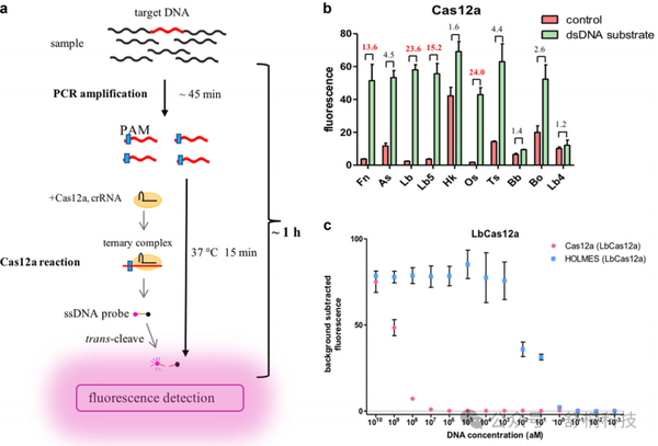 CRISPR-Cas12基因编辑系统之Cas12a - 知乎