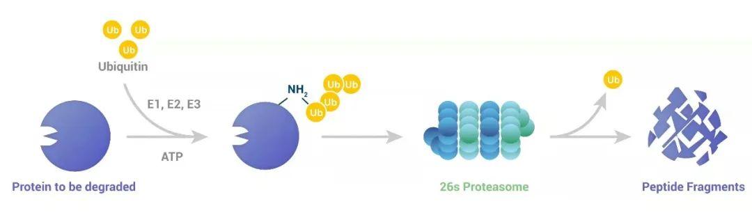 PROTAC技术研发现状及DMPK研究策略概述 - 知乎