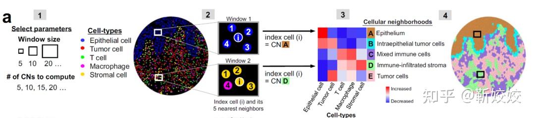 SpatialScore新型空间生物标志预测CTCL免疫治疗效果 - 知乎