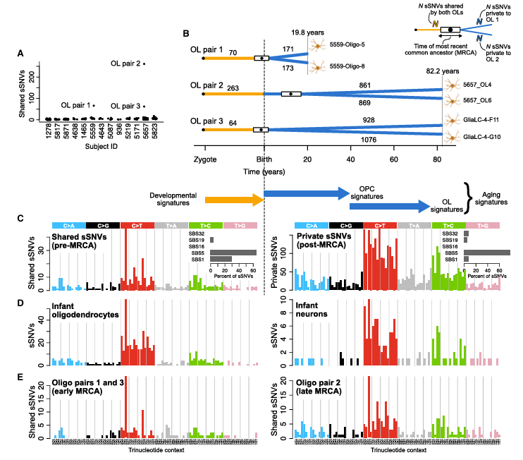 Cell | scWGS-seq＋snRNA-seq＋snATAC-seq—揭示人类不同的神经元和少突胶质细胞衰老体细胞突变模式 - 知乎