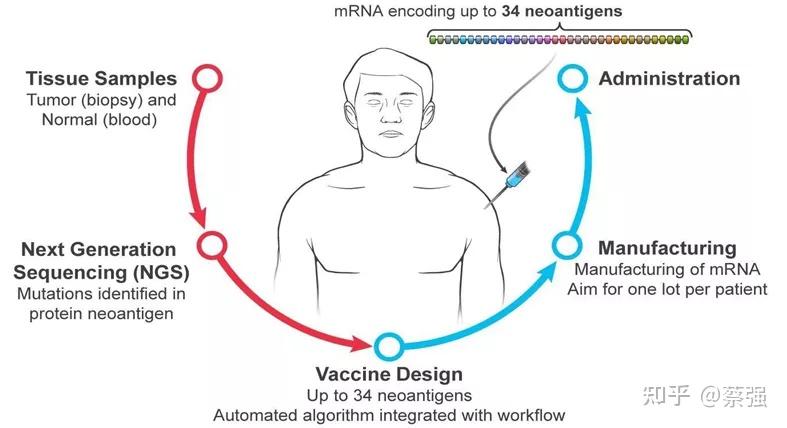 揭秘：量身定制的个体化肿瘤疫苗——mRNA-4157 - 知乎