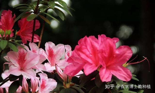 杜鹃花色绚丽、花叶皆美！掌握花期调控方式，一年四季都开花 - 知乎