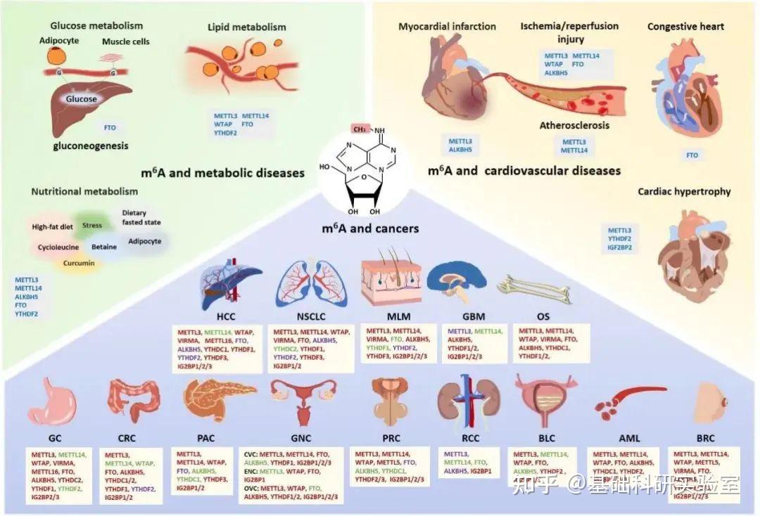 最新综述！m6A修饰调控机制总结【值得收藏】 - 知乎