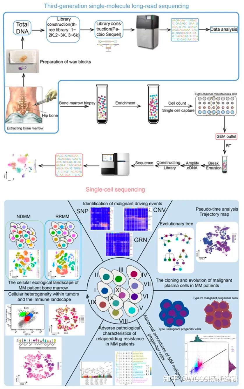 Mol Cancer（IF=41）| 首都医科大学揭示多发性骨髓瘤细胞异质性的机制 - 知乎