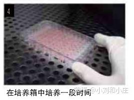 零基础SCI绘图（15）如何零基础IC50出图实验篇 - 知乎