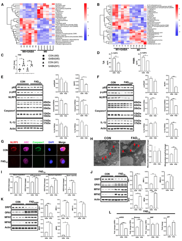 Cell子刊丨GABA 调节巨噬细胞中 IL-1β 的产生 - 知乎
