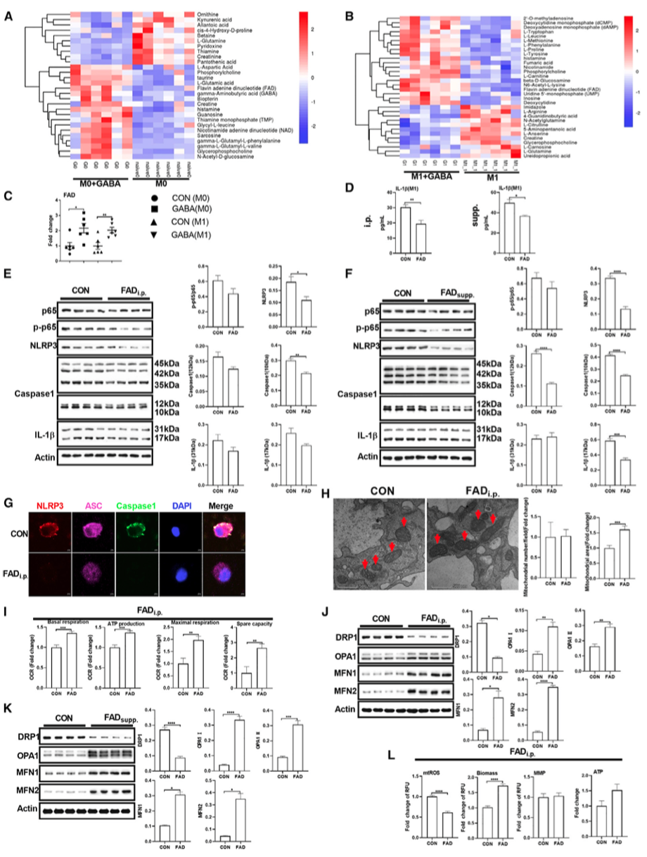Cell子刊丨GABA 调节巨噬细胞中 IL-1β 的产生 - 知乎