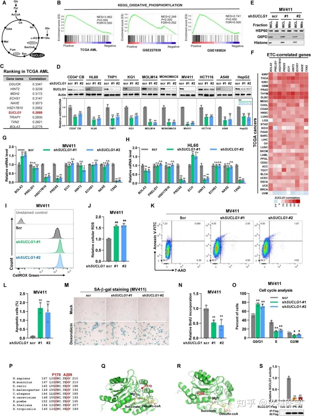 IF=11.4 一区！SUCLG1 限制 POLRMT 琥珀酰化以增强线粒体生物发生和白血病进展 - 知乎