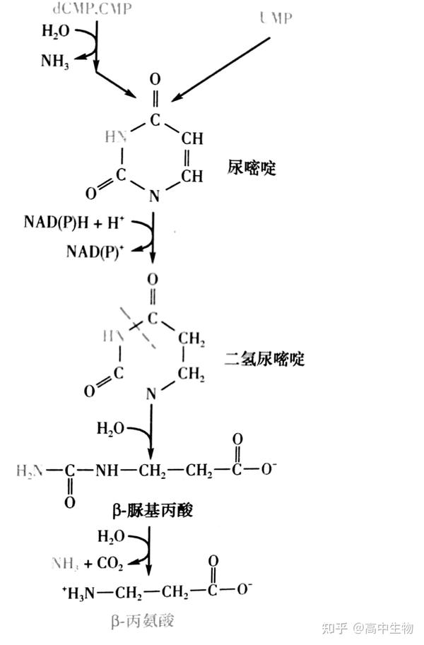 NADPH 和 NADH及其代谢中的作用 - 知乎