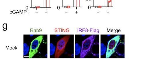 Nature Communications丨IRF8在单核细胞中对STING激活和先天免疫反应的转录非独立调节 - 知乎