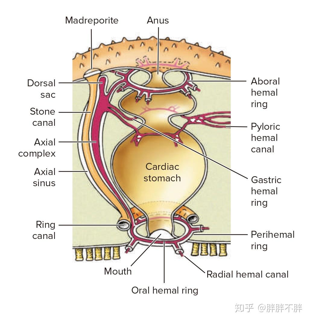 生物学笔记 · 棘皮动物门&半索动物门 - 知乎