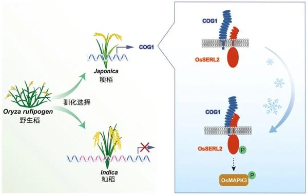 Nature Commun | 种康/徐云远发现水稻感知和传递低温信号的新复合体—COG1/OsSERL2 - 知乎