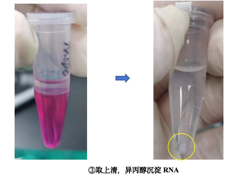 手把手教学——TRIzol提取细胞RNA的经验分享 - 知乎