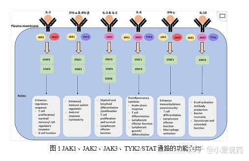 jak1|jak1抑制|激酶谱筛选|激酶谱定制服务 - 知乎