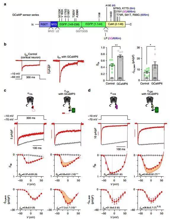 新一代无损伤钙离子探针“GCaMP-X” - 知乎