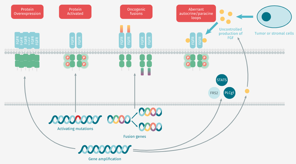 95--CCND1,FGF19,FGF3,FGF4共突变胃癌 - 知乎