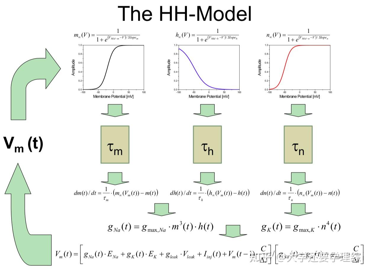 神经元细胞膜模型：Hodgkin-Huxley Model - 知乎