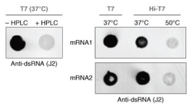 NEB 提供 RNA 合成完整解决方案 - 知乎