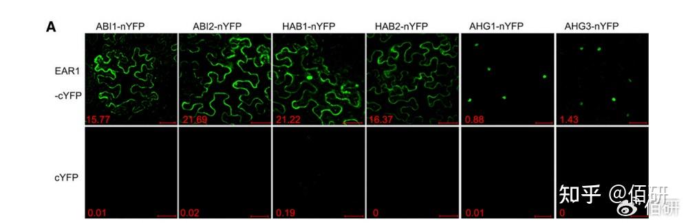 《EAR1通过增强2C蛋白磷酸酶活性来负调控ABA信号通路》 - 知乎