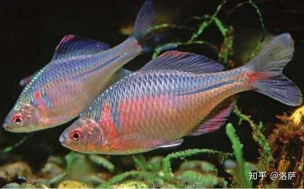 国内原生观赏鱼有哪些？丝毫不逊热带鱼！ - 知乎