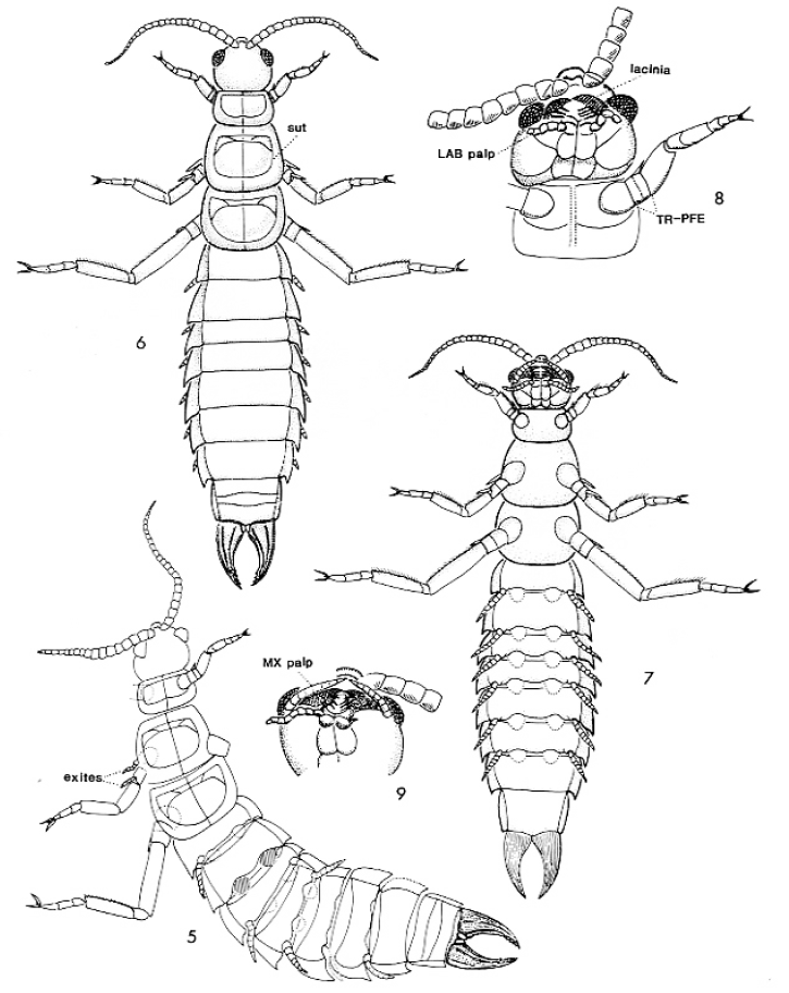 【地球演义】六足传奇3：穿隅过隙 - 知乎