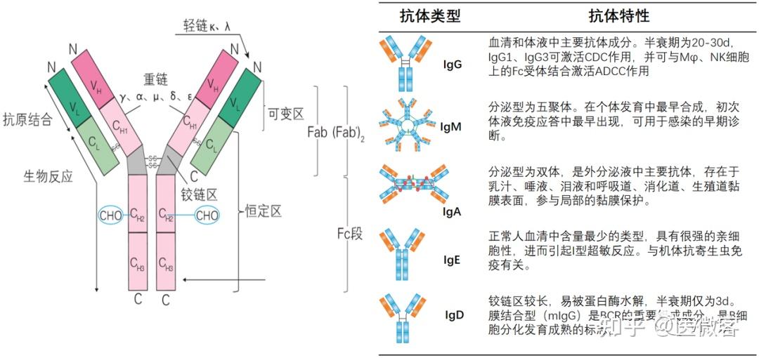 新型抗肿瘤药物如何选择IgG亚型 - 知乎